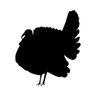 Thumb Thunder Chickens